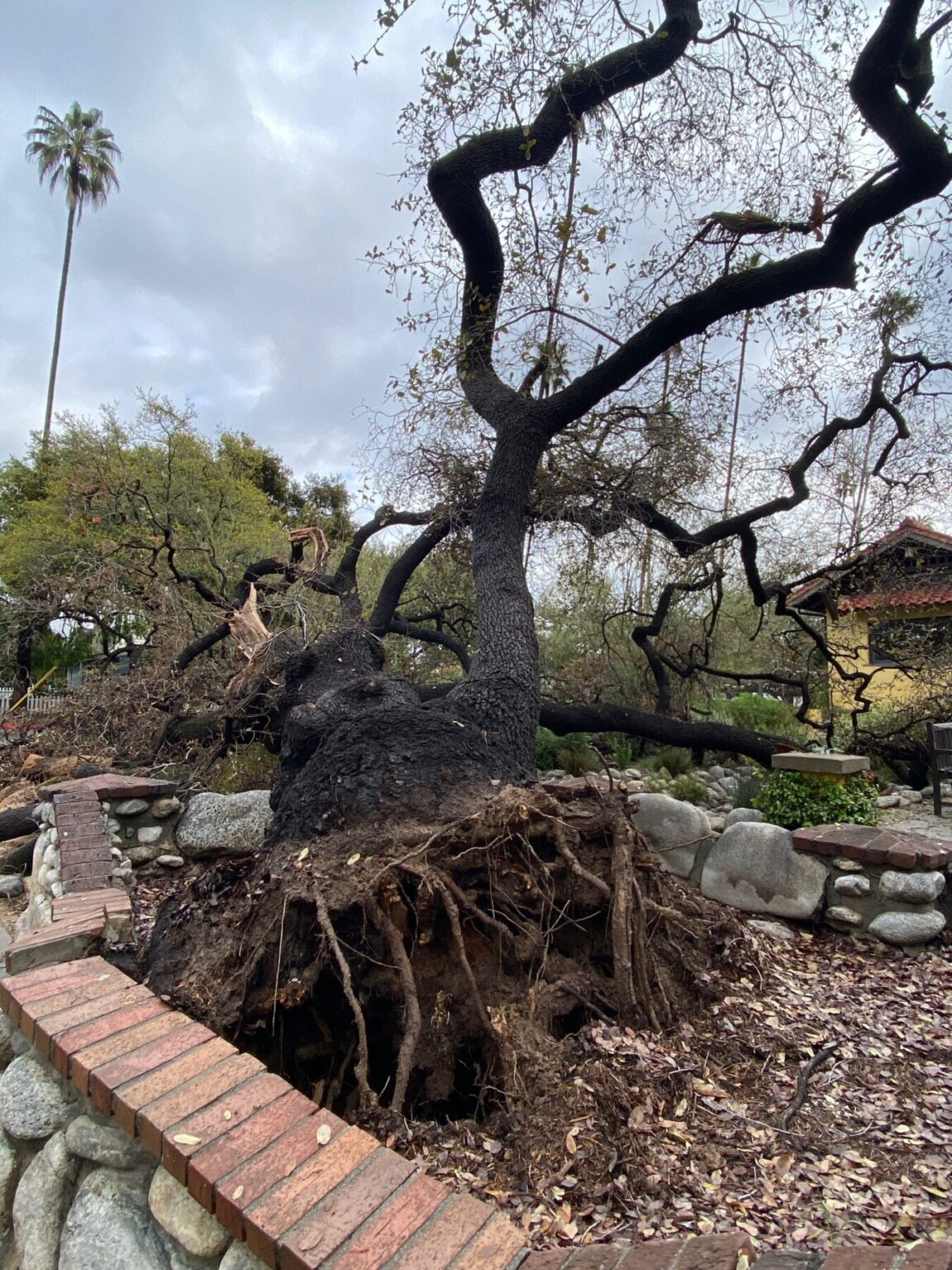 Iconic Tree Falls in South Pasadena Marengo District | South Pasadena Homes